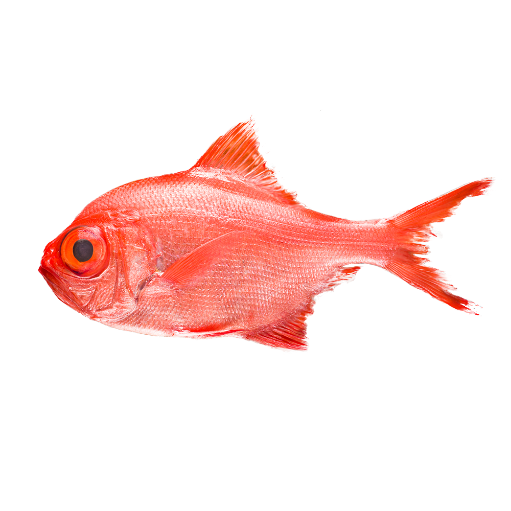 PESCADO FRESCO | igartza.com
